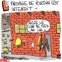 poussins | Urtikan.net - le premier journal satirique, actualité ...